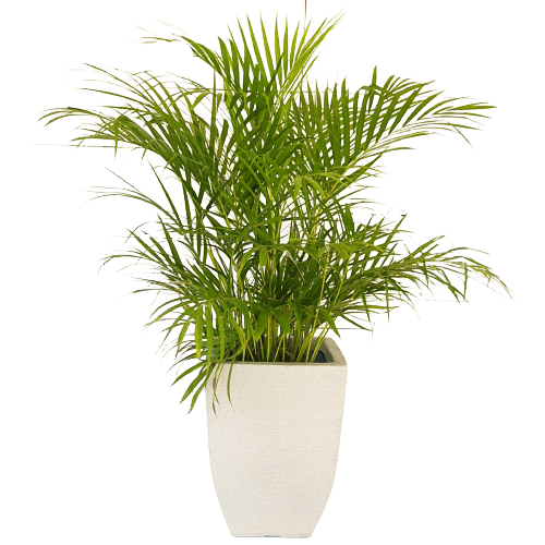 Areca Palmeira em vaso Retangular Média Planta Natural – Manoela ...